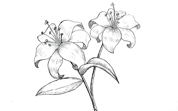 Buy Lily Flower Drawing Easy OFF 72 